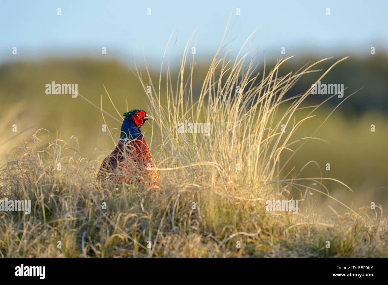 common pheasant, Caucasus Pheasant, Caucasian Pheasant (Phasianus ...
