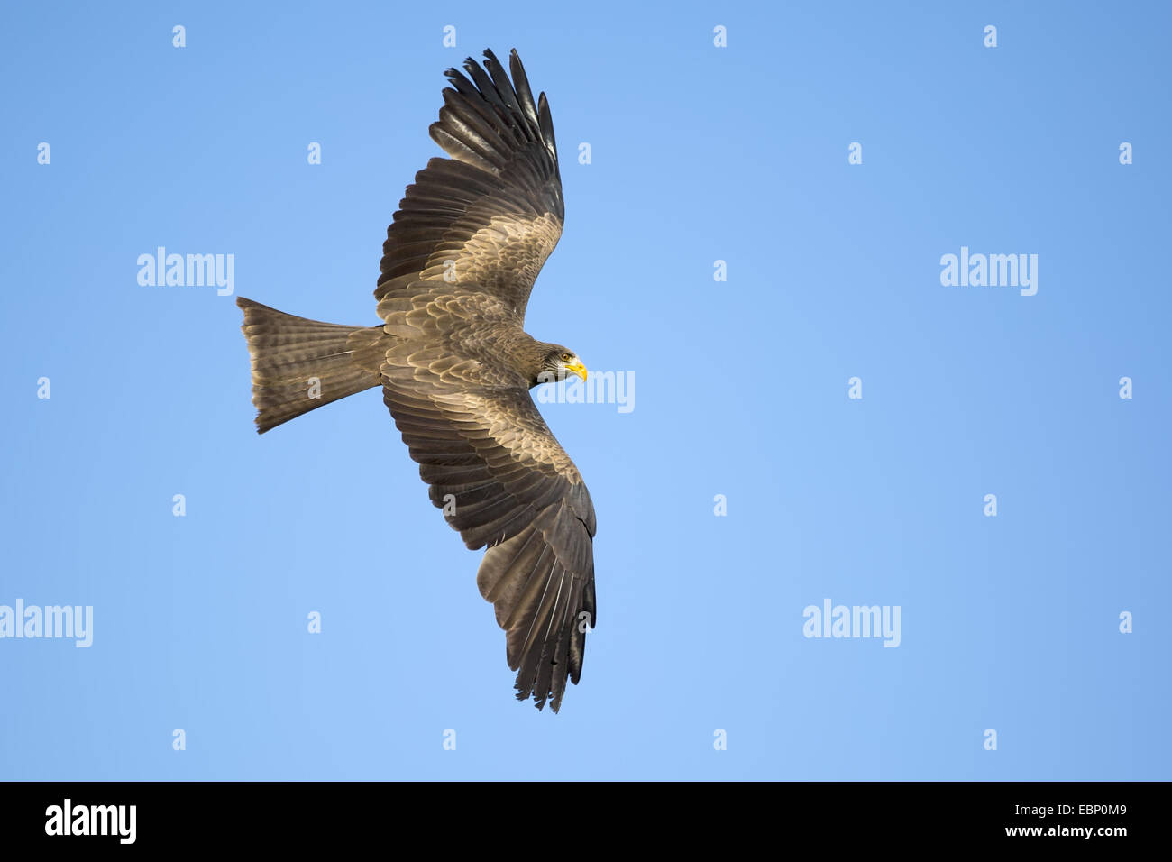A wild yellow-billed kite (milvus parasitus) in flight showing full ...