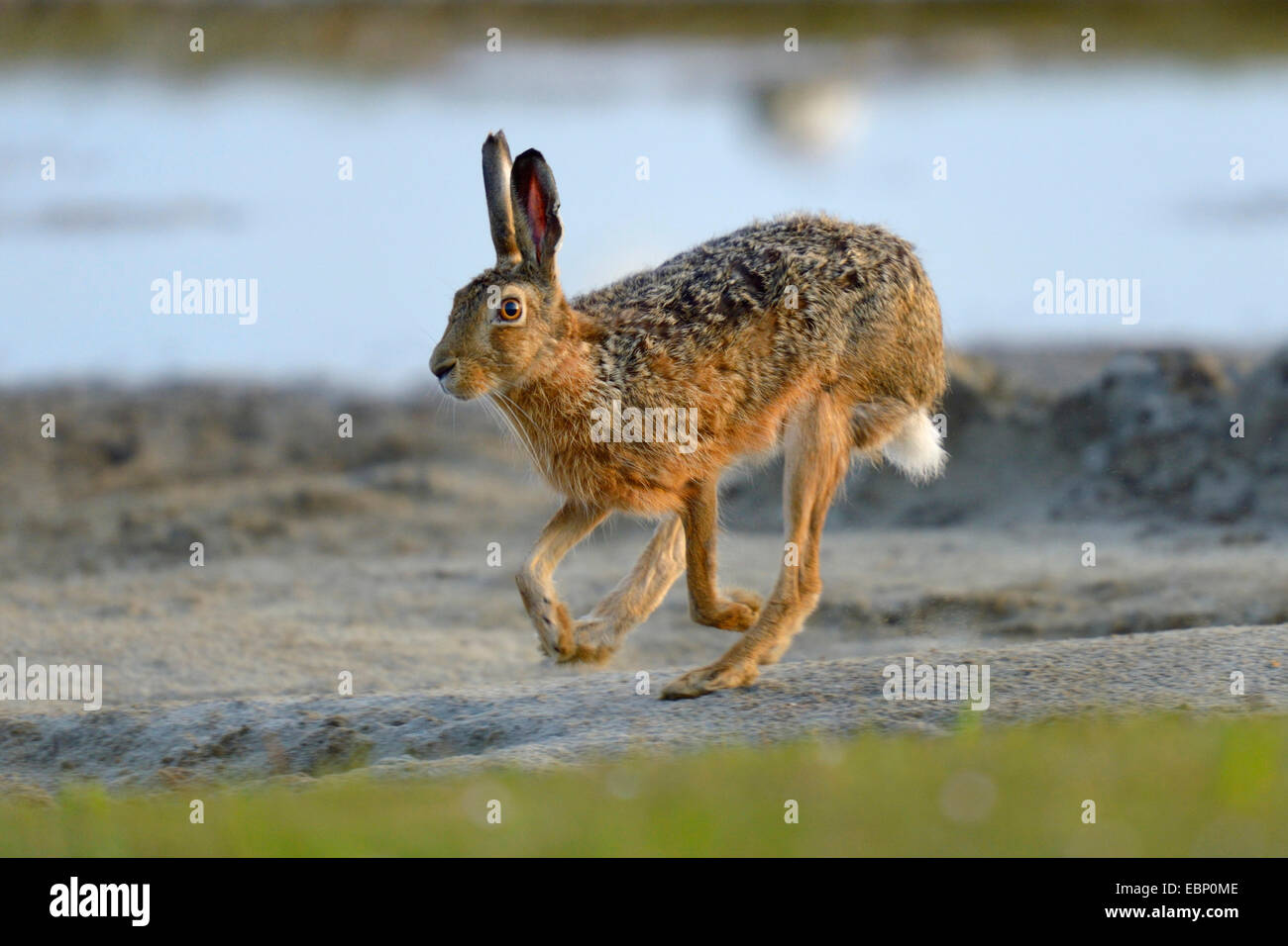 European hare, Brown hare (Lepus europaeus), scampering hare at a ...