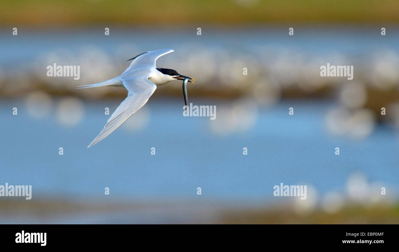 sandwich tern (Sterna sandvicensis, Thalasseus sandvicensis), flying ...