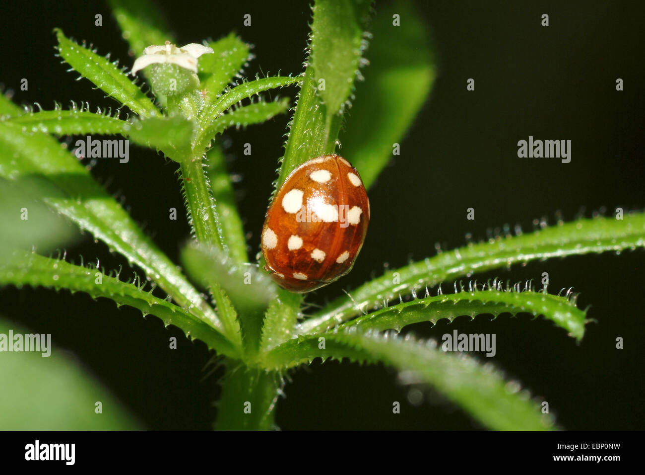 Cream-spot ladybird (Calvia quaotordecimguttata), at a stem head first ...