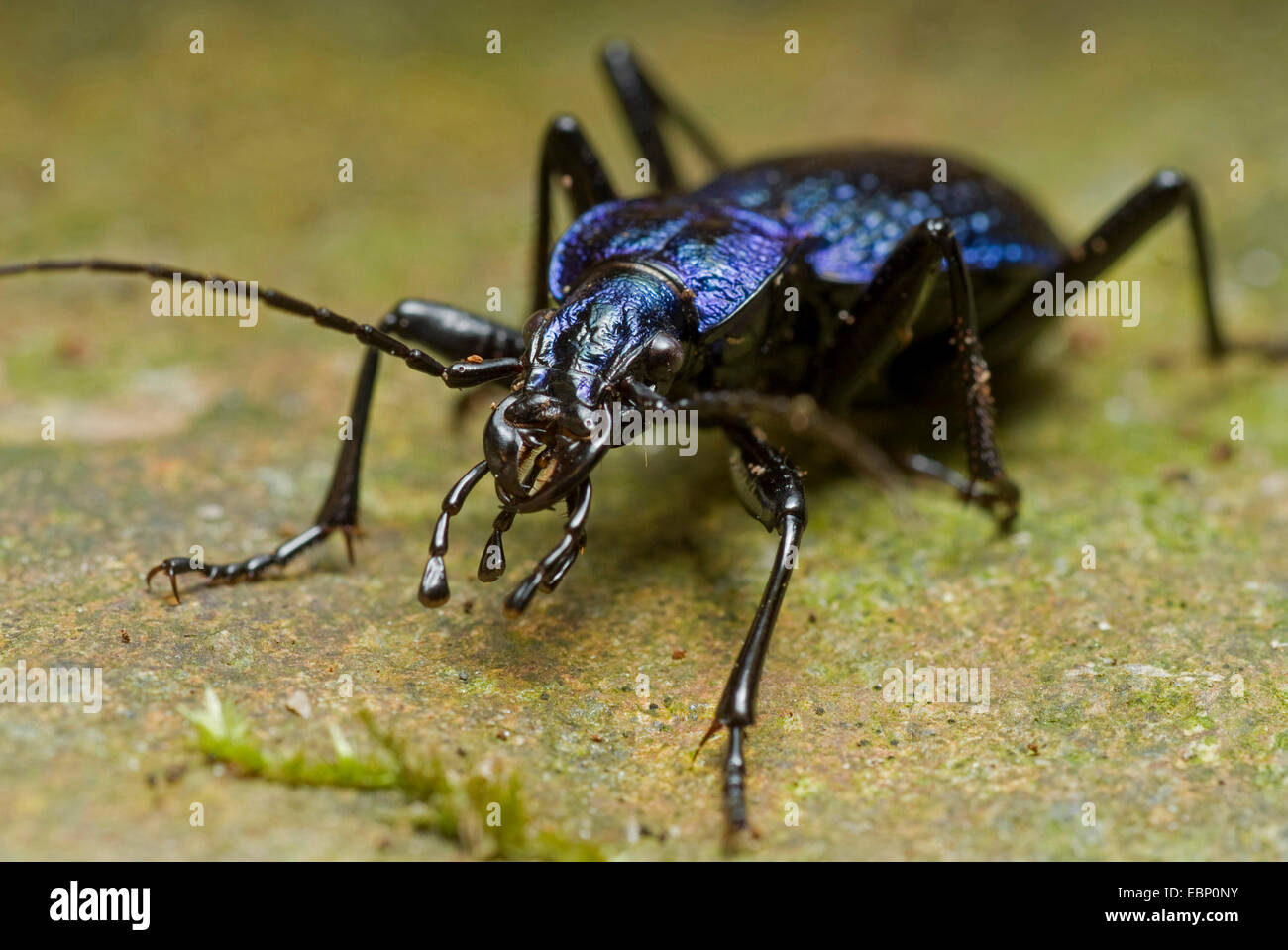 Carabus hi-res stock photography and images - Alamy