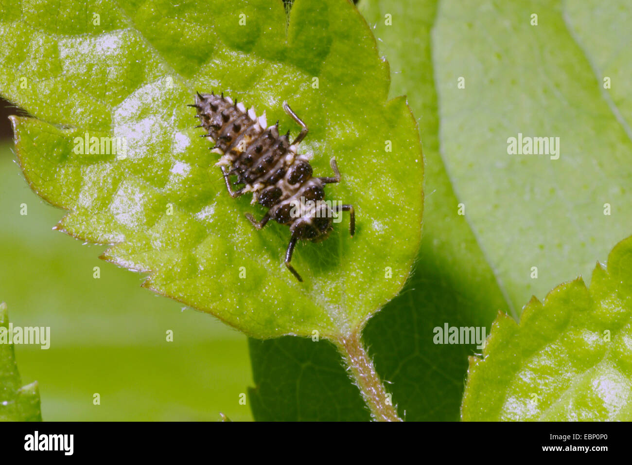 Cream-spot ladybird (Calvia quaotordecimguttata), larva, Germany Stock ...