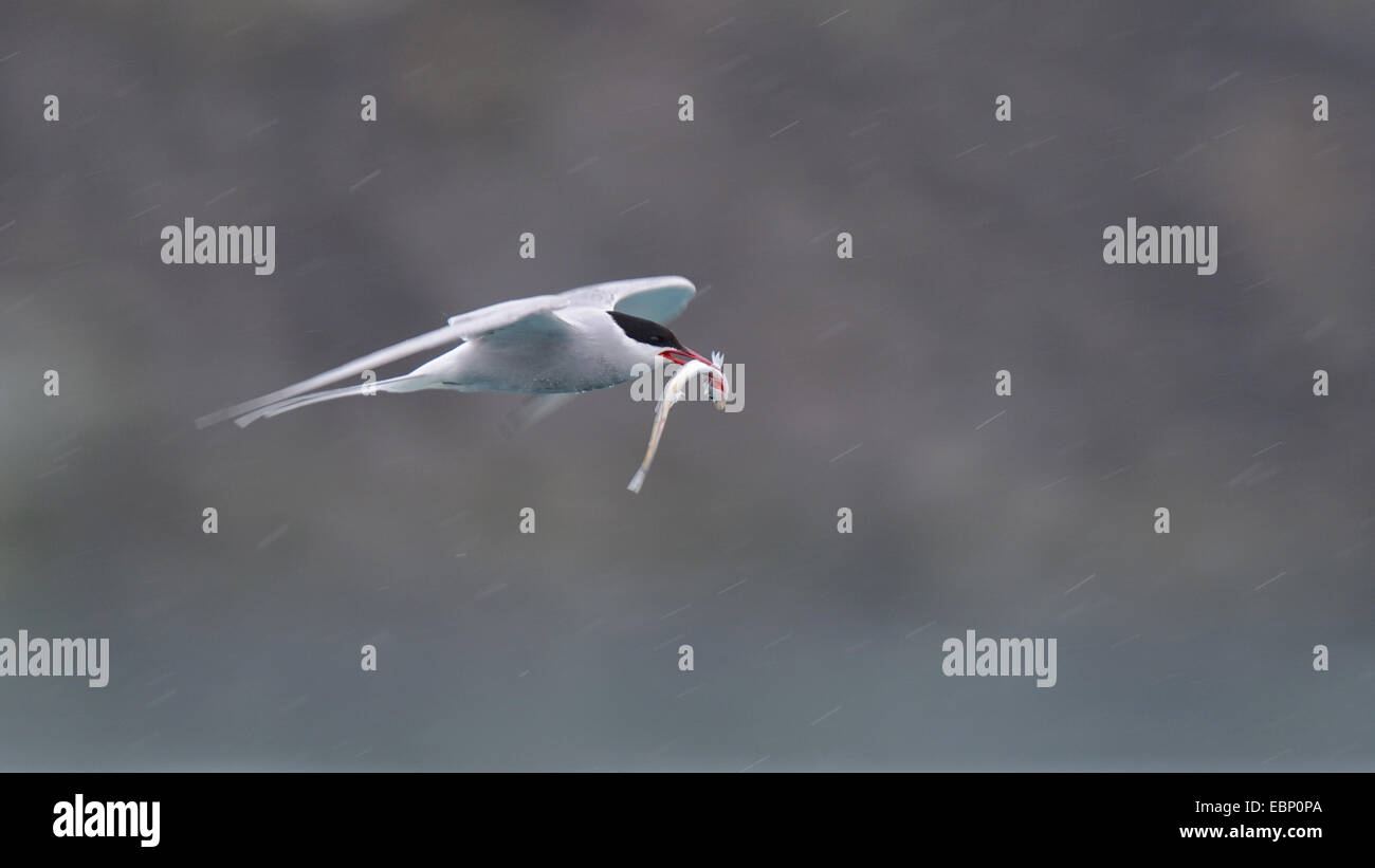 Driving fish hi-res stock photography and images - Alamy