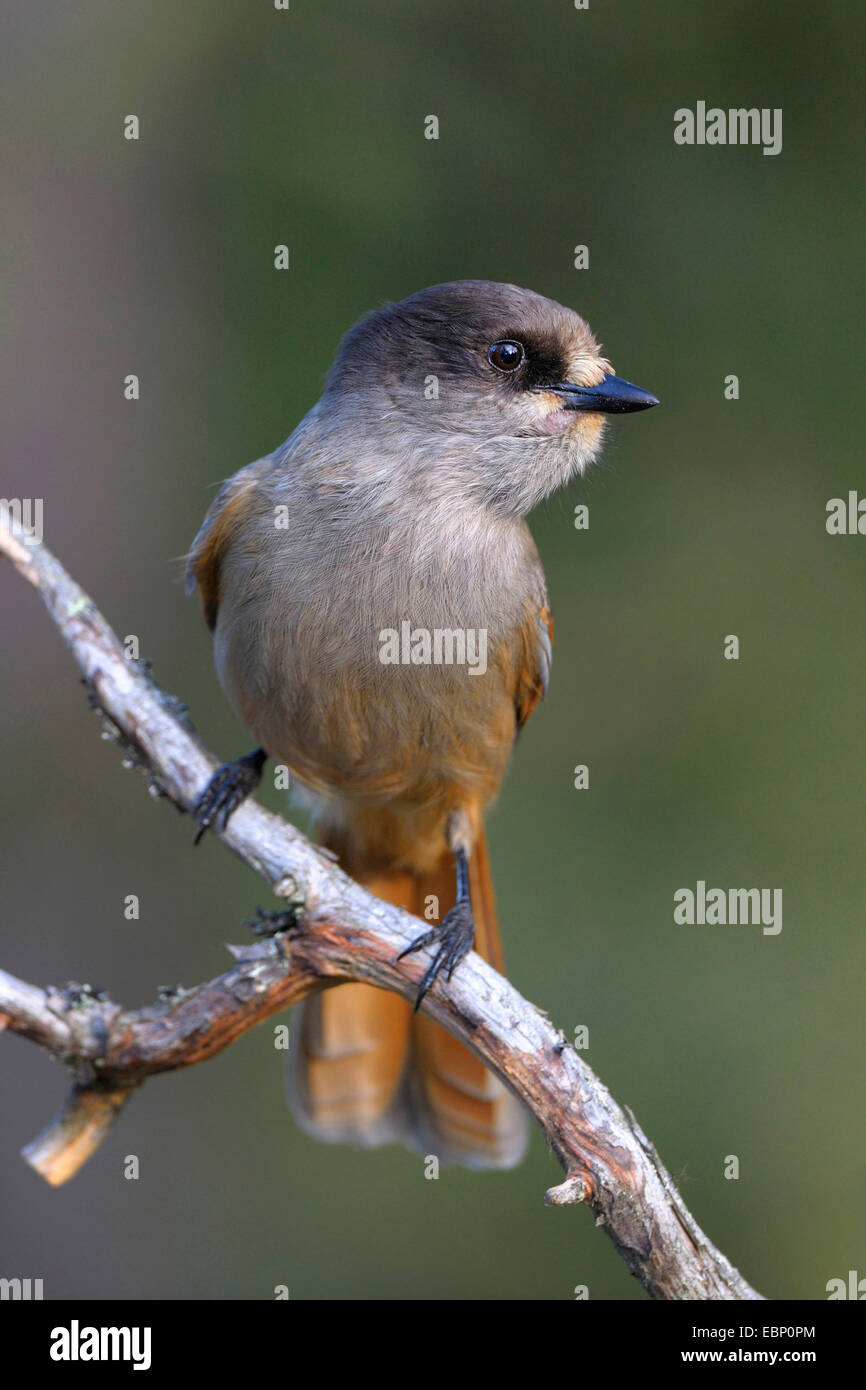 Siberian jay (Perisoreus infaustus), adult sitting on a branch, Finland ...