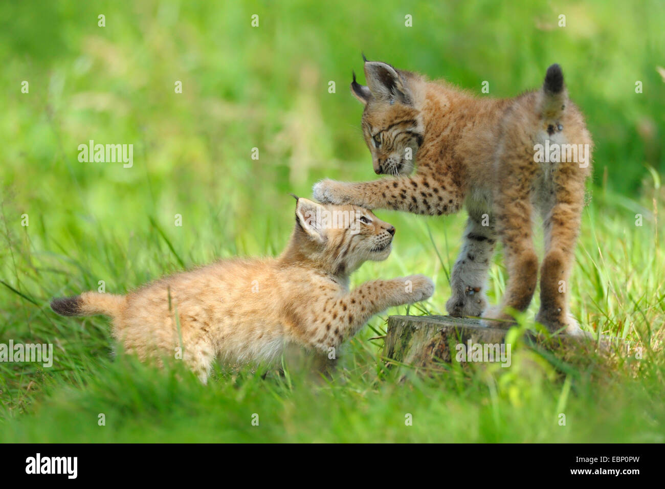 northern lynx (Lynx lynx lynx), two young lynxes playing in a meadow ...