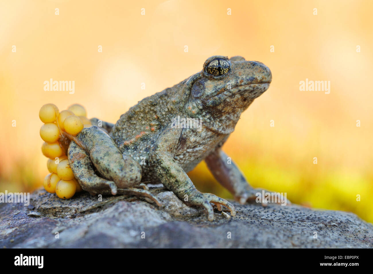 midwife toad (Alytes obstetricans), male with egg strings, Germany ...