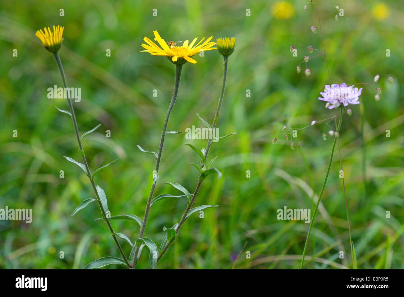 Yellow ox-eye (Buphthalmum salicifolium), blooming in a meadow, Austria ...