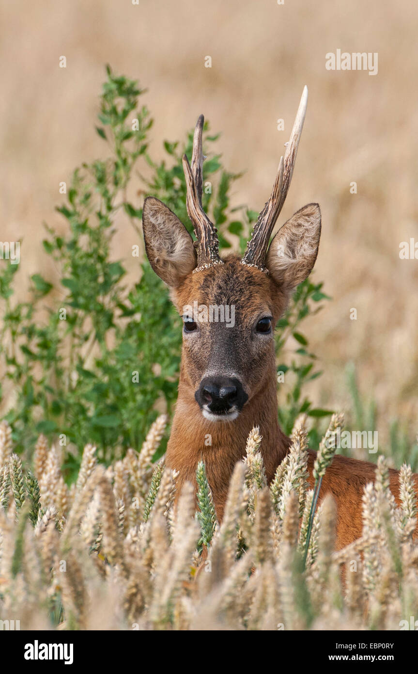 roe deer (Capreolus capreolus), roe buck in a corn field in rutting ...