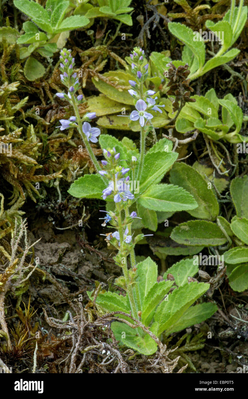 Gypsy weed hi-res stock photography and images - Alamy