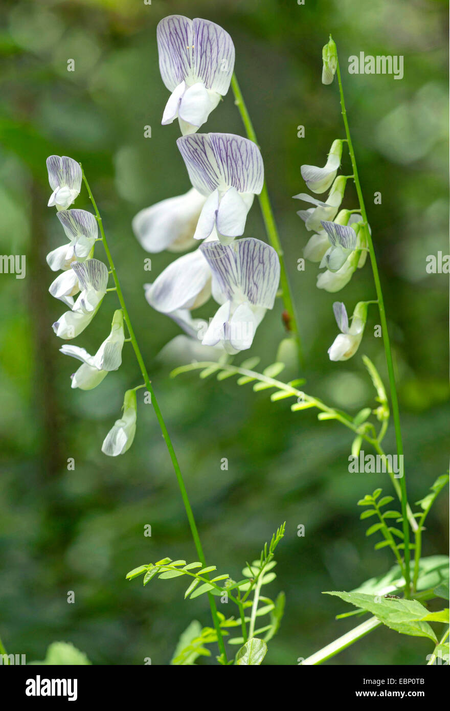 wood vetch (Vicia sylvatica), blooming, Germany, Bavaria, Oberbayern ...