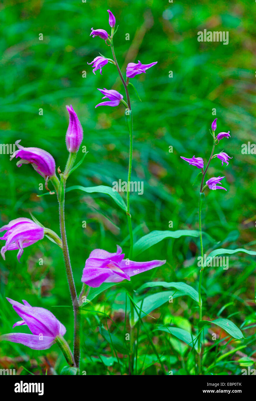 red helleborine (Cephalanthera rubra), blooming, Austria, Tyrol ...