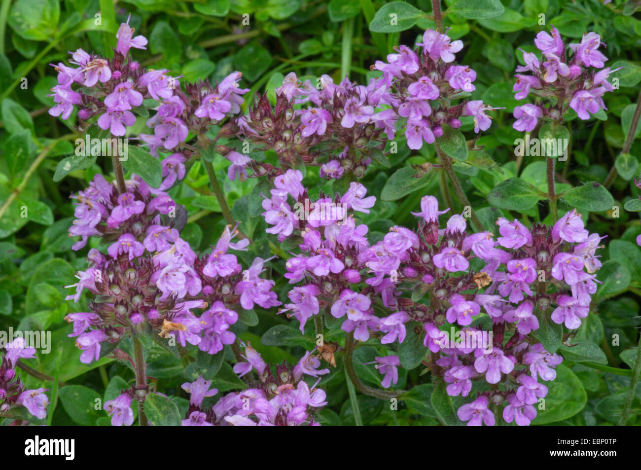 Broad-Leaved Thyme, Dot Wells Creeping Thyme, Large Thyme, Lemon Thyme ...