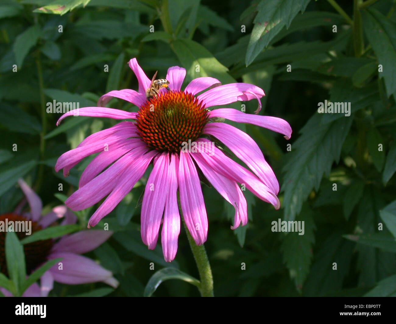 Purple Cone Flower, Eastern purple-coneflower, Purple-coneflower ...