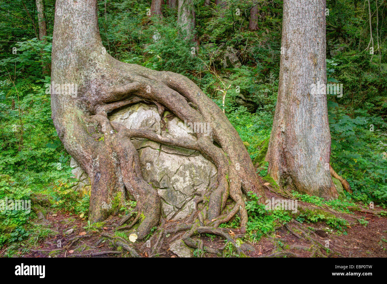 Overgrown tree roots hi-res stock photography and images - Alamy
