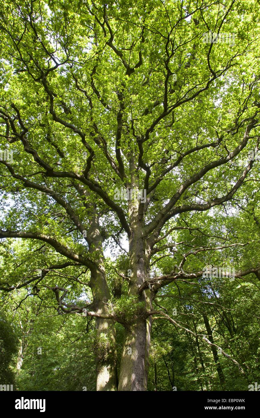 common oak, pedunculate oak, English oak (Quercus robur), view of the ...
