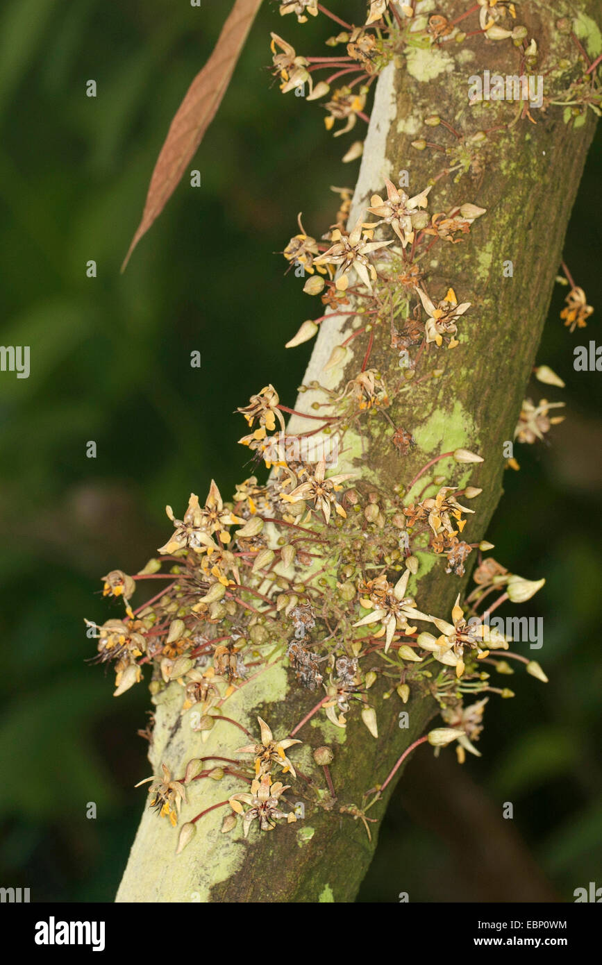 Theobroma cacao flower hi-res stock photography and images - Alamy