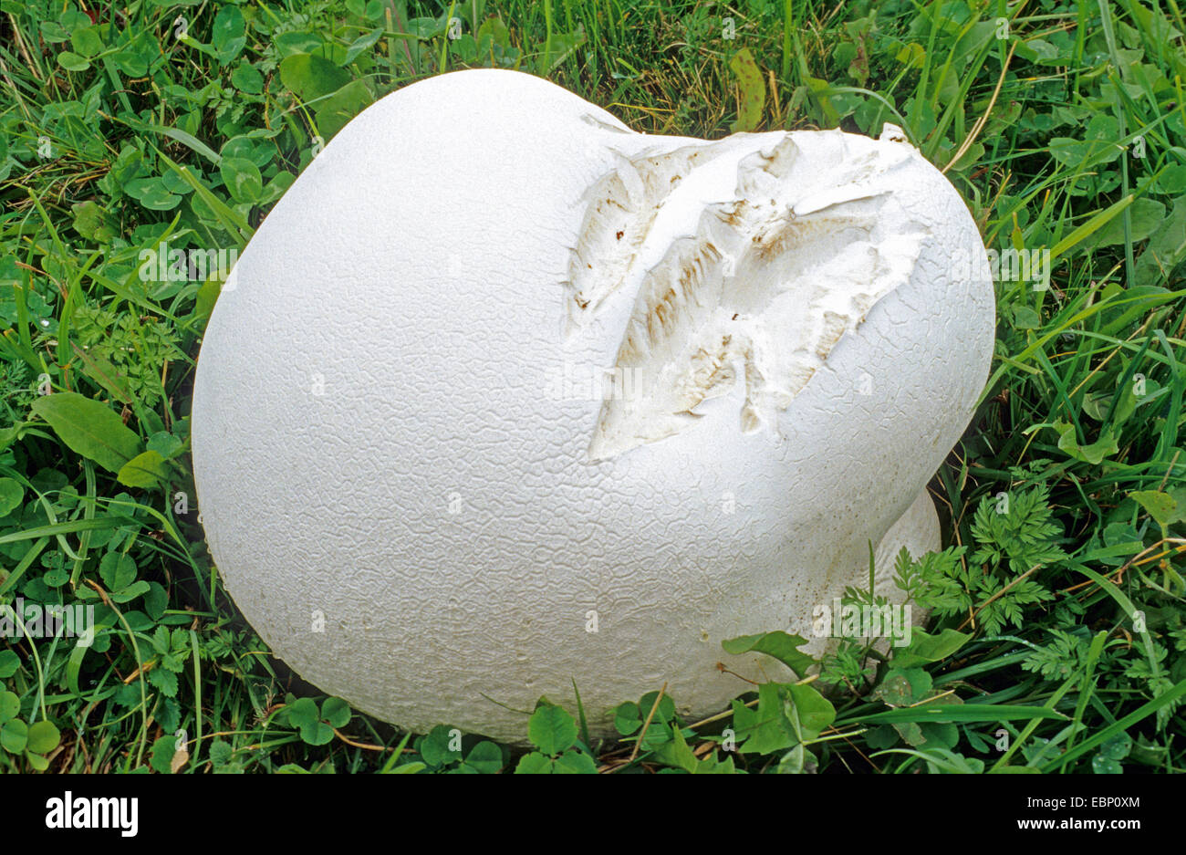 Giant puffball, Puffball mushroom (Calvatia gigantea, Langermannia ... Giant puffball, Puffball mushroom (Calvatia gigantea, Langermannia ...