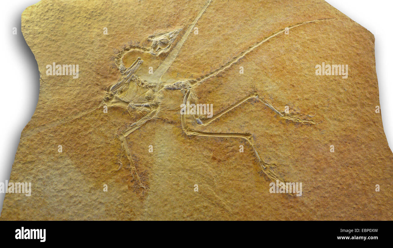 hedgehog flea (Archaeopterix lithographica), fossile Archaeopteryx from ...