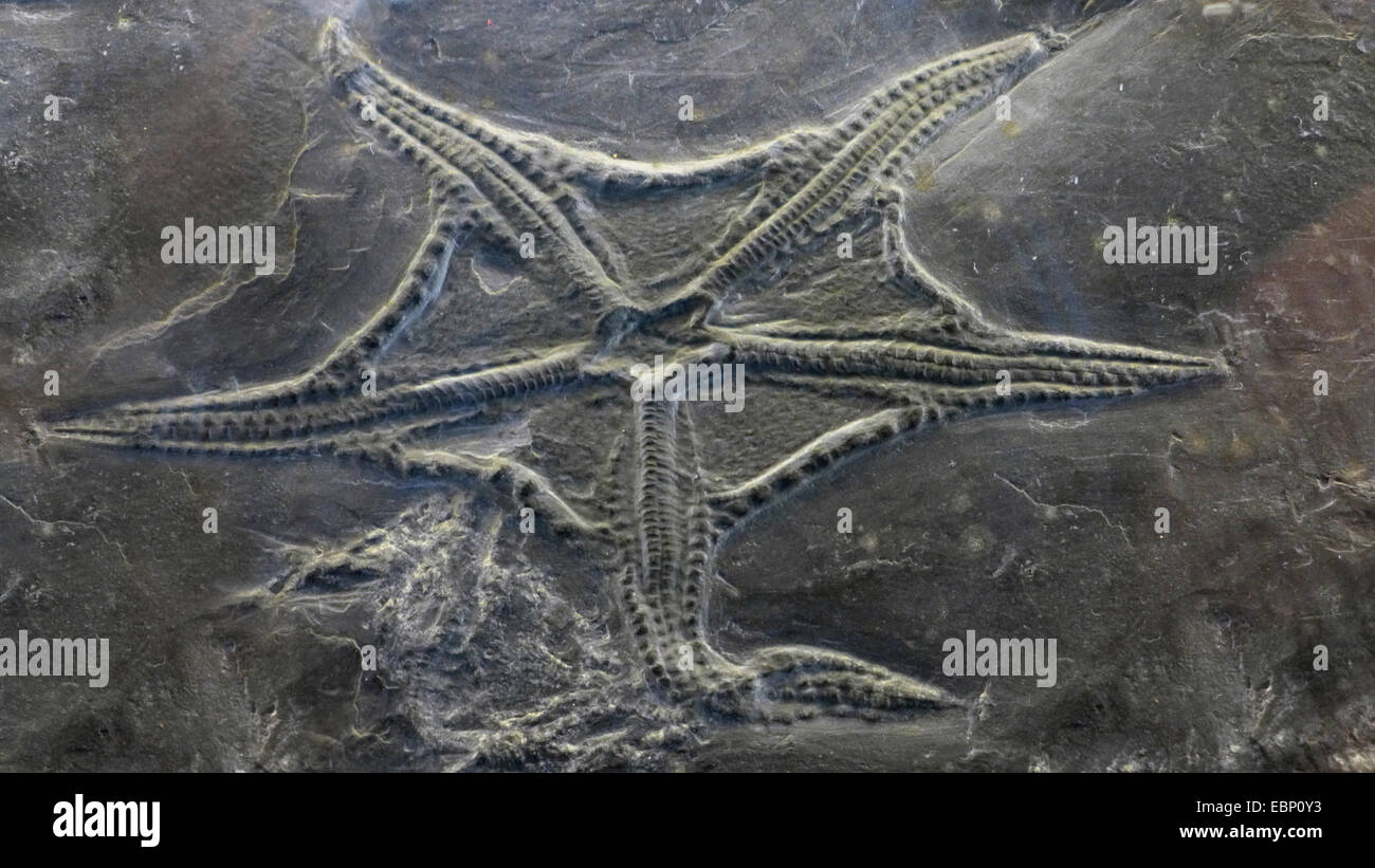 Ophiuroid (Euzonosoma tischbeinianum, Euzonosoma tischbeiniana ...