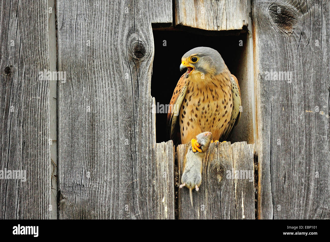 European Kestrel, Eurasian Kestrel, Old World Kestrel, Common Kestrel ...