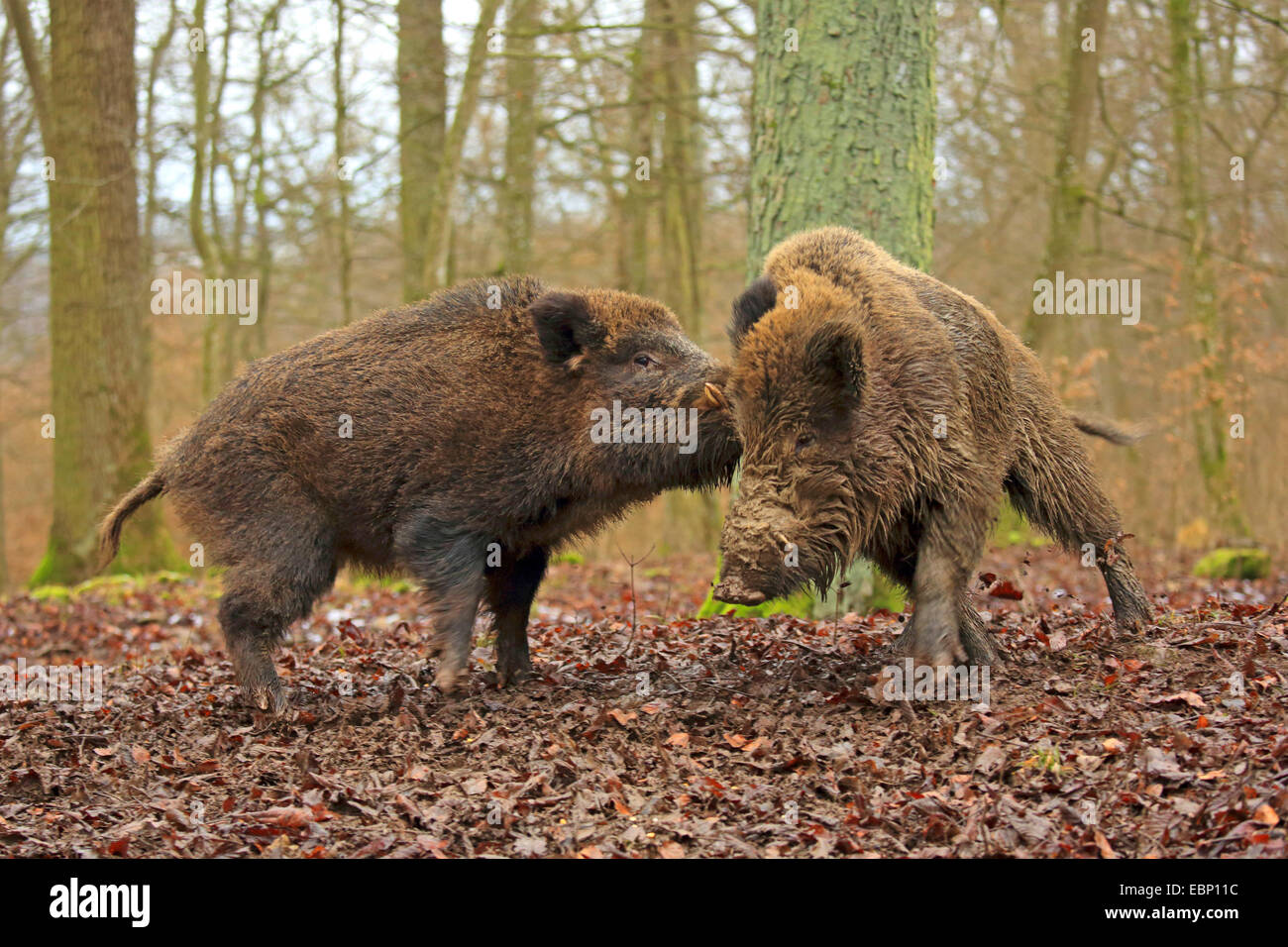 Wild Hogs Animal Fighting