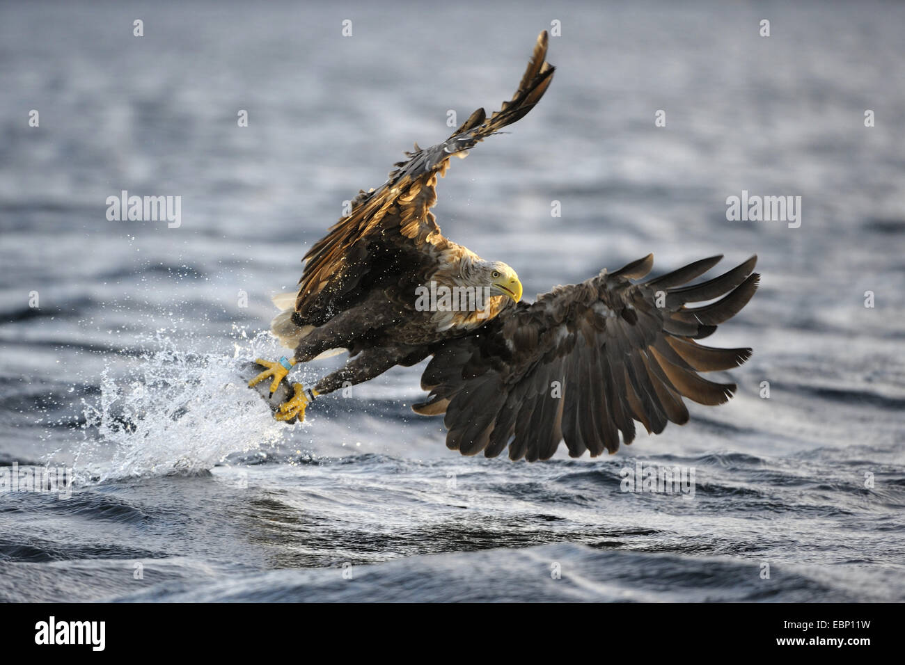 Eagle snatching grabbing catching hi-res stock photography and images ...