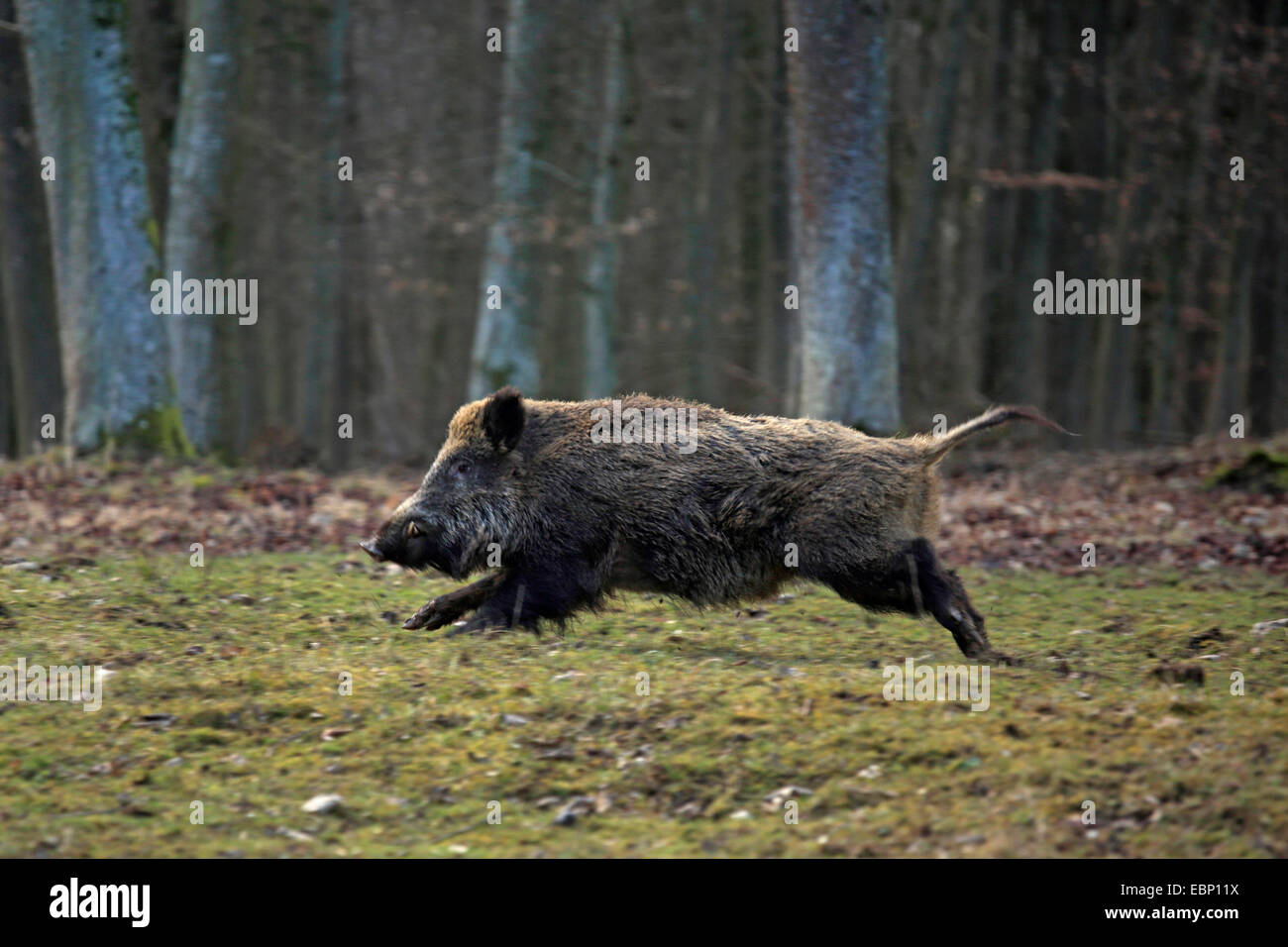 wild boar, pig, wild boar (Sus scrofa), fleeing tusker, Germany, Baden ...