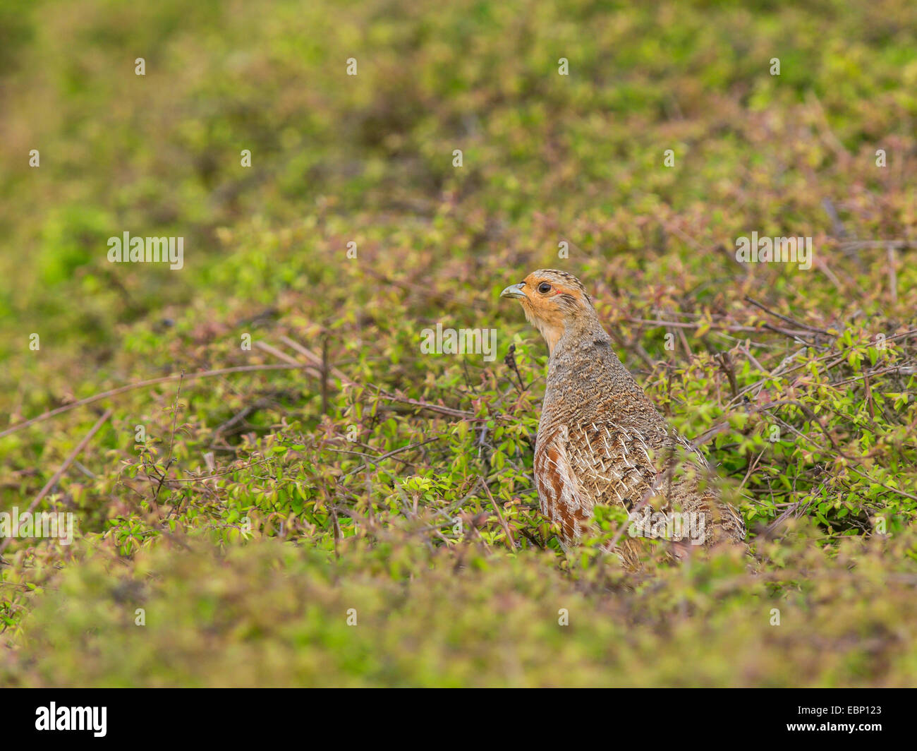 Female partridge hi-res stock photography and images - Alamy