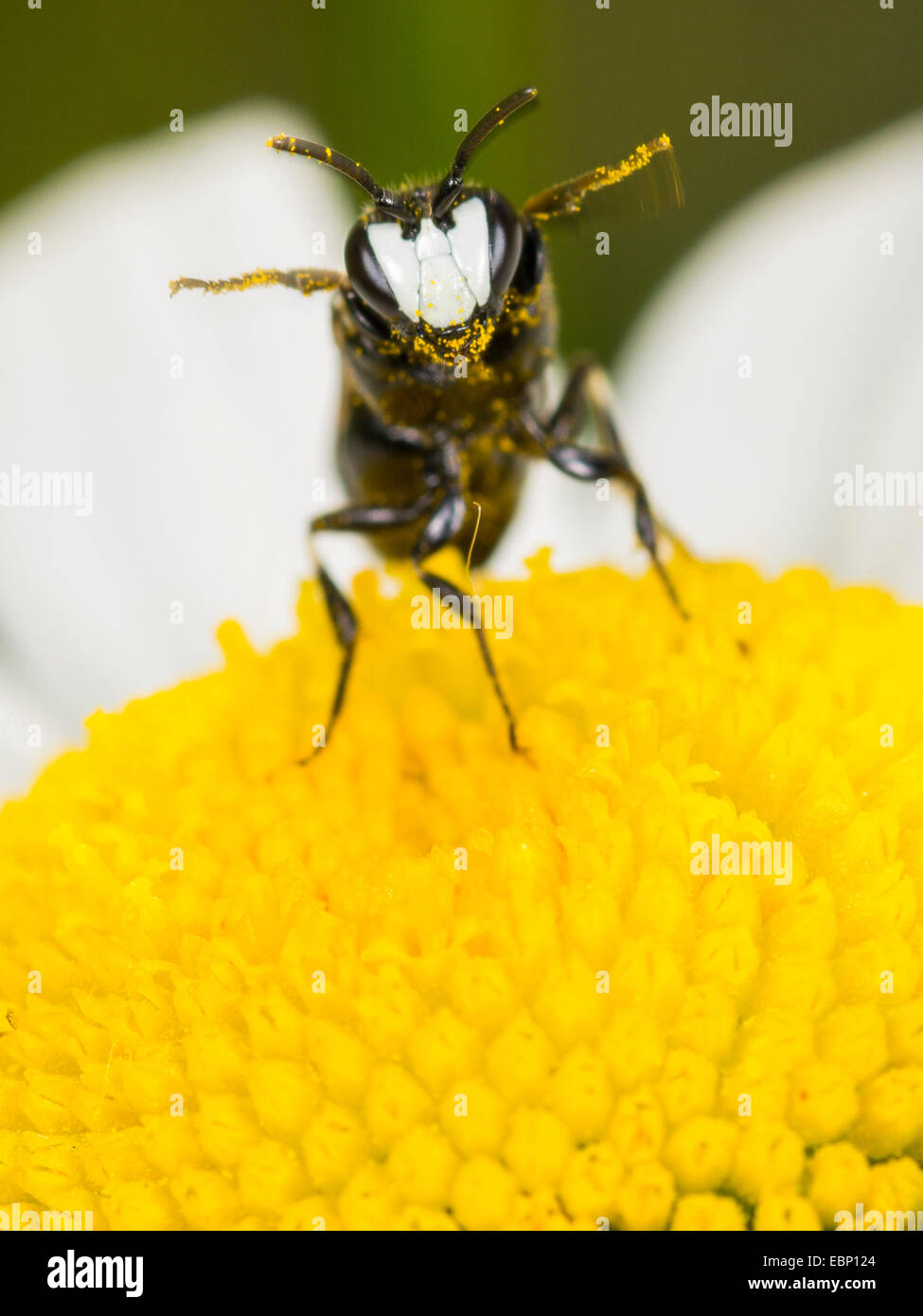 plasterer bee, polyester bee (Hylaeus nigritus), Hylaeus bee male on ox ...