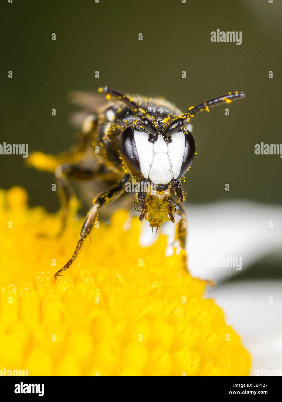 plasterer bee, polyester bee (Hylaeus nigritus), Hylaeus bee male with ...
