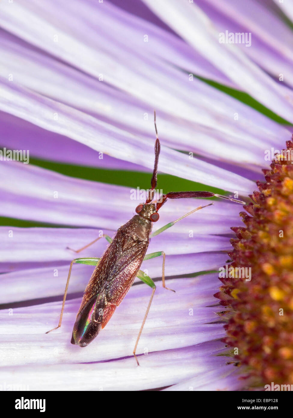Capsid bug heterotoma planicornis hi-res stock photography and images ...