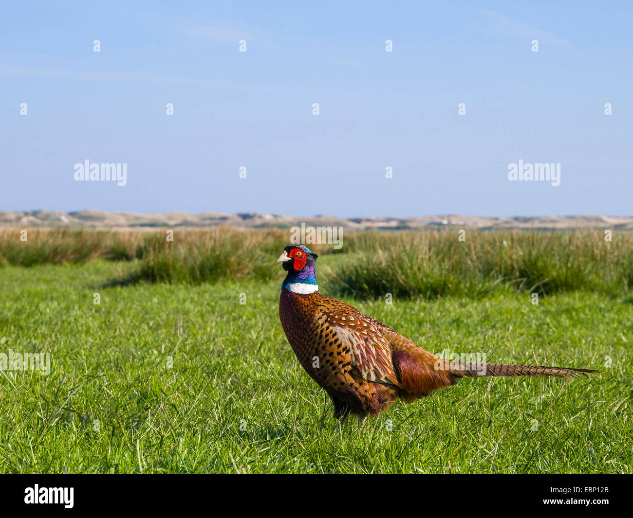 common pheasant, Caucasus Pheasant, Caucasian Pheasant (Phasianus ...