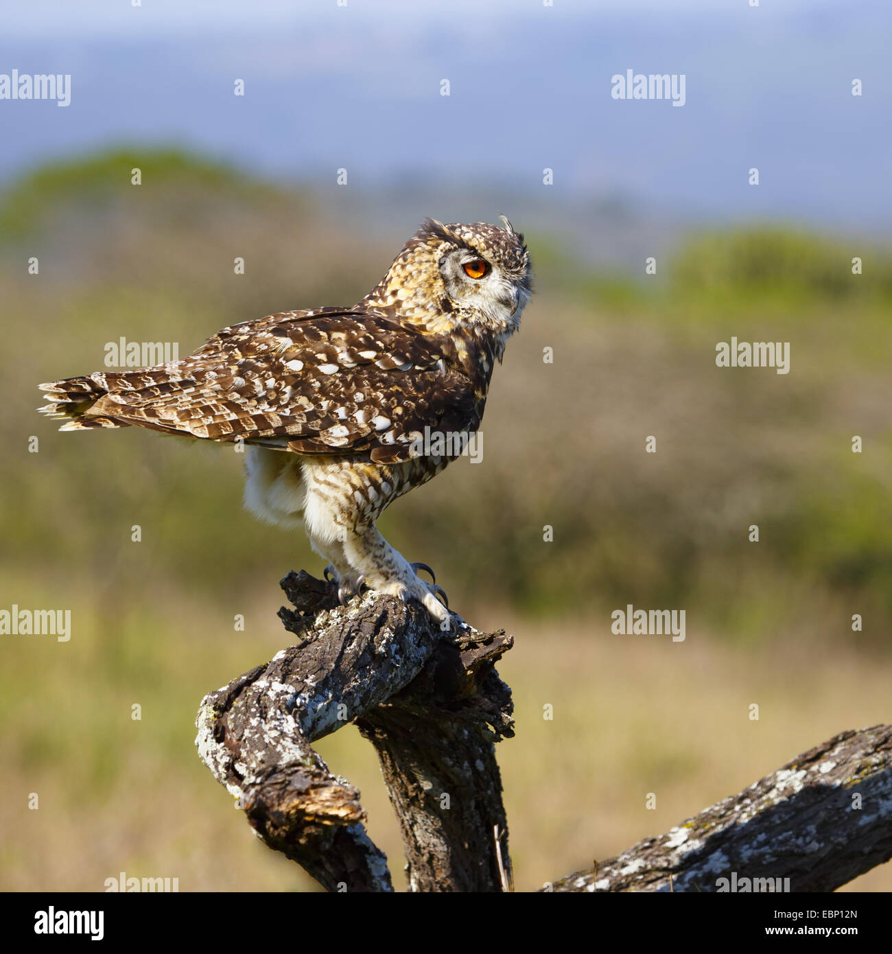 Cape eagle owl bubo capensis hi-res stock photography and images - Alamy