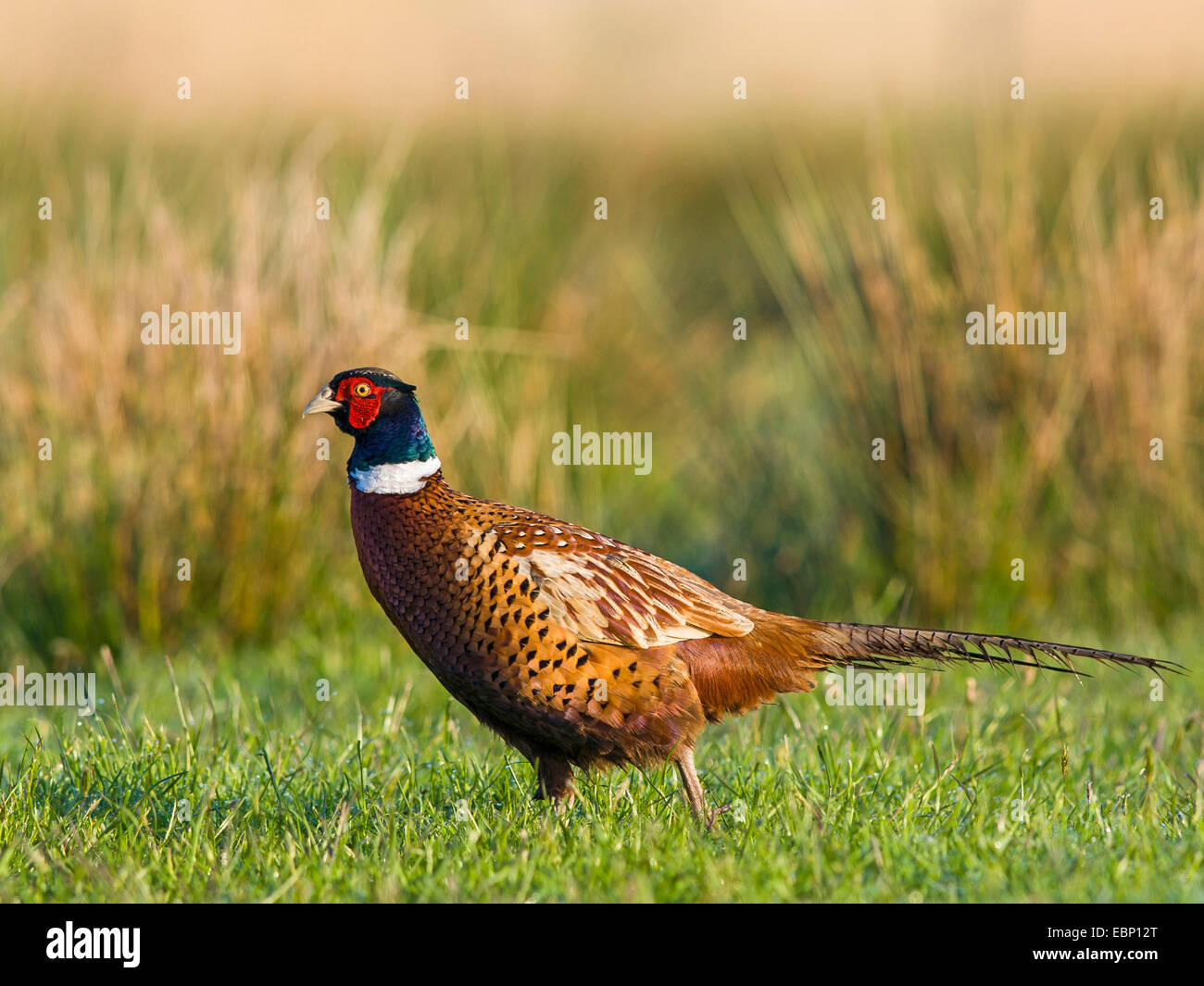 common pheasant, Caucasus Pheasant, Caucasian Pheasant (Phasianus ...