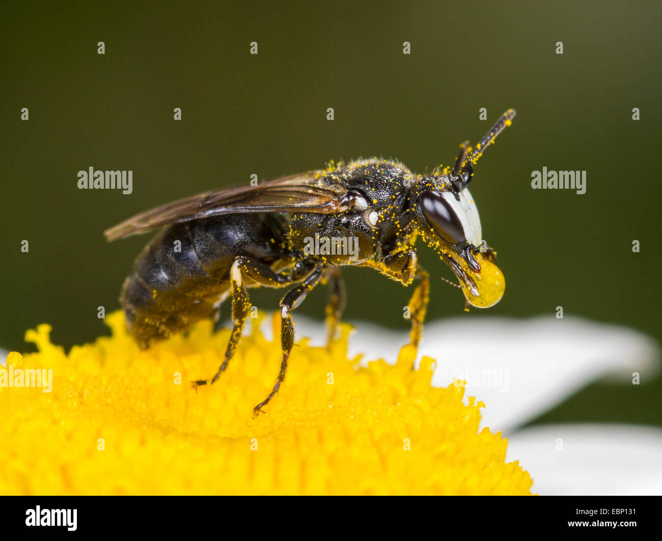 plasterer bee, polyester bee (Hylaeus nigritus), Hylaeus bee male with ...