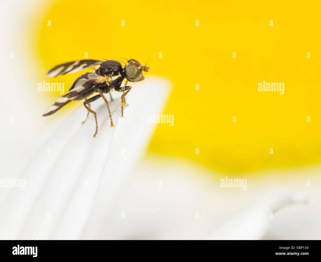 Trypetidae hi-res stock photography and images - Alamy