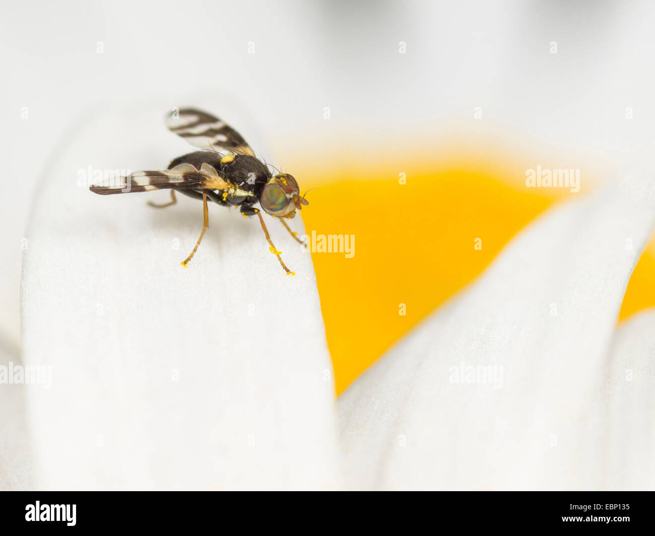 Peacock fly (Urophora quadrifasciata), male on oxeye-daisy flower ...