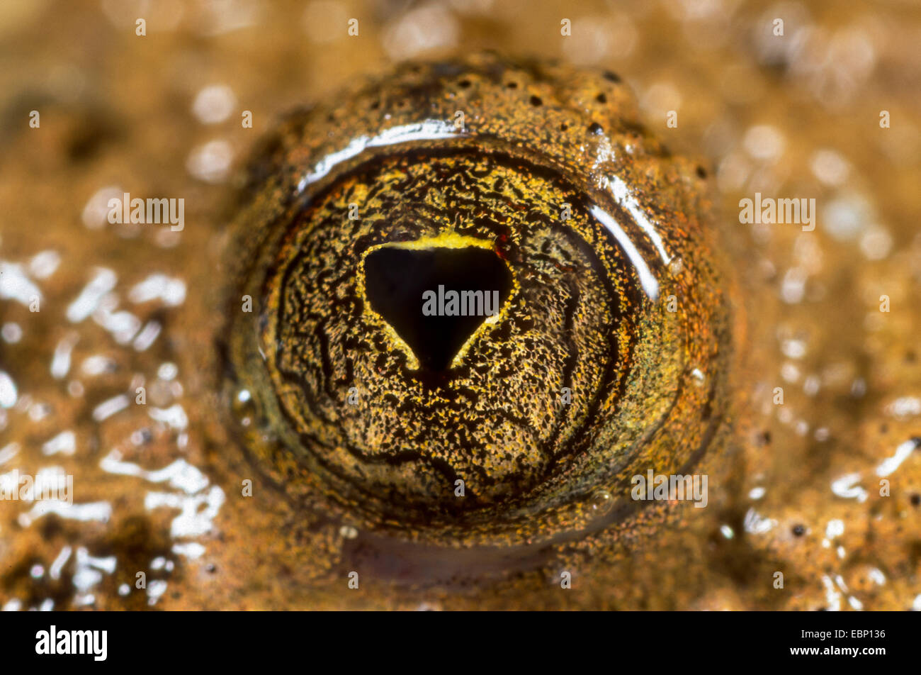 Fire Bellied Toads Eyes