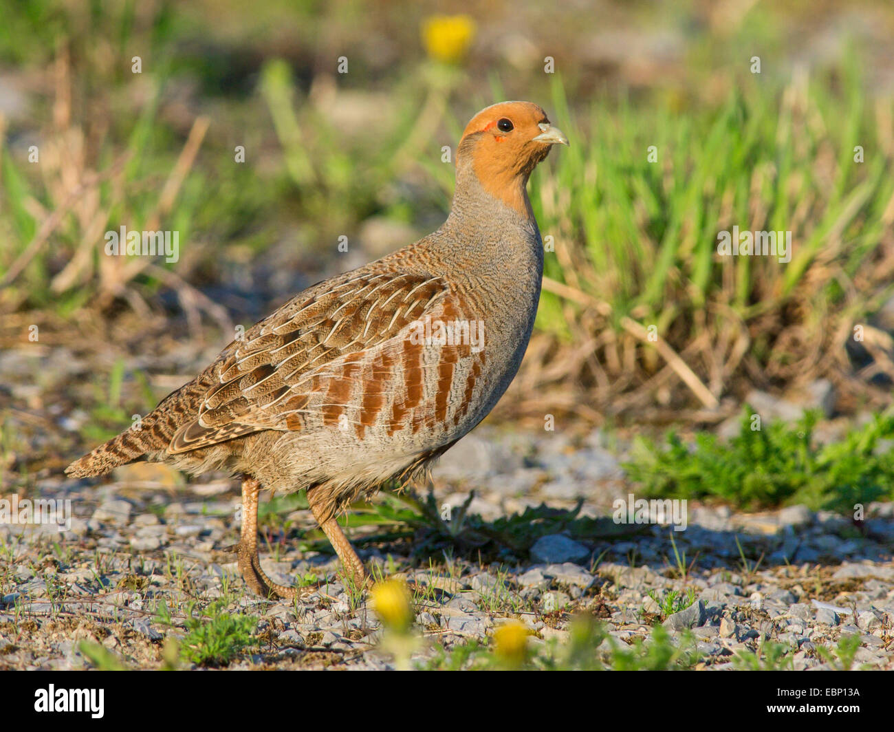 grey partridge (Perdix perdix), on stony ground, Germany Stock Photo ...