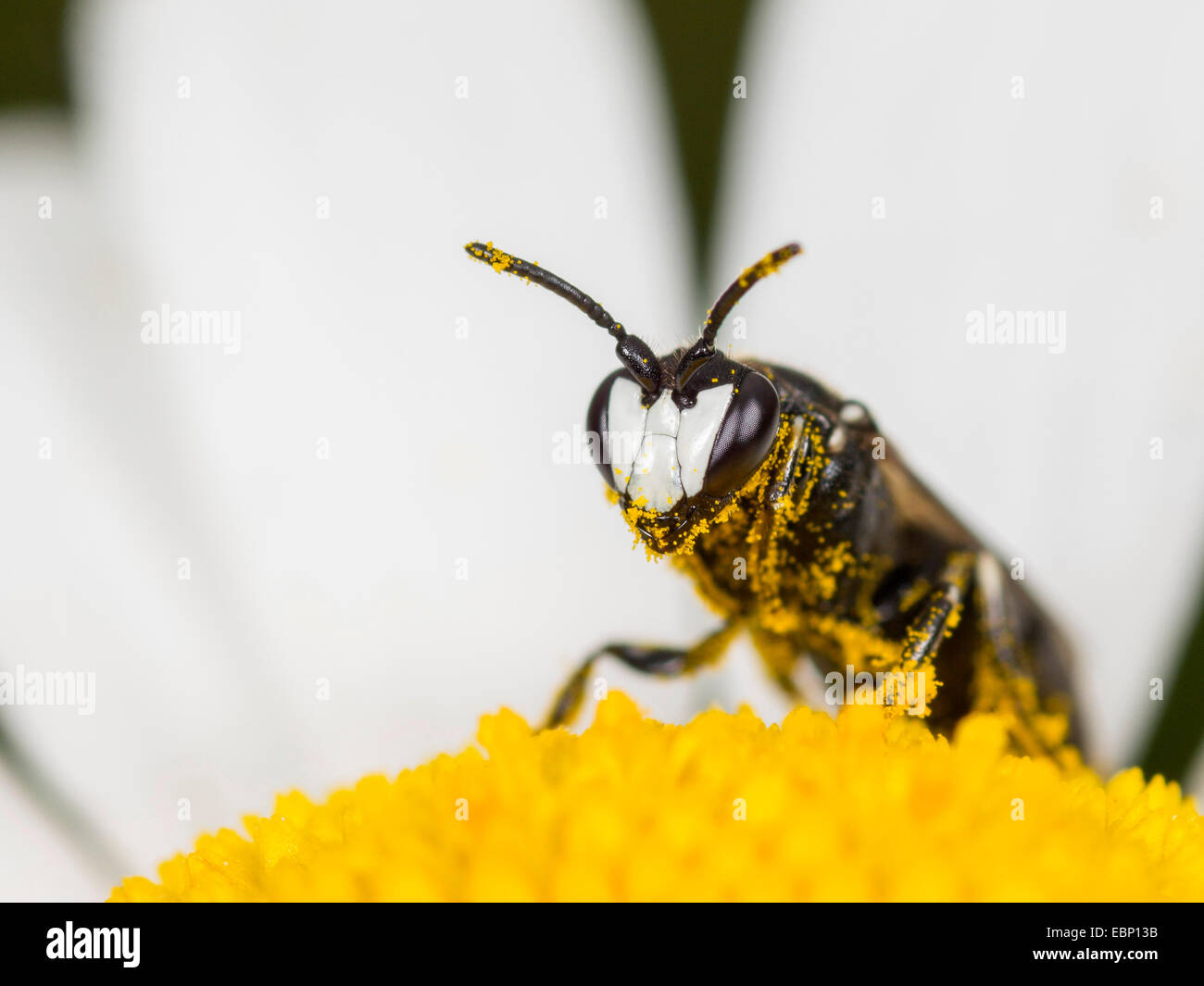 plasterer bee, polyester bee (Hylaeus nigritus), Hylaeus bee male on ox ...