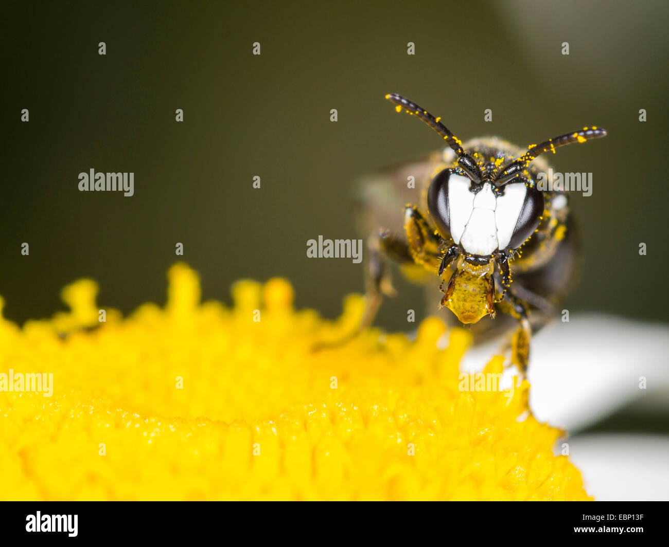 plasterer bee, polyester bee (Hylaeus nigritus), Hylaeus bee male with ...