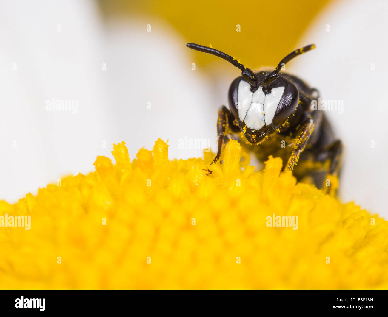 Polyester bee hylaeus nigritus hi-res stock photography and images - Alamy