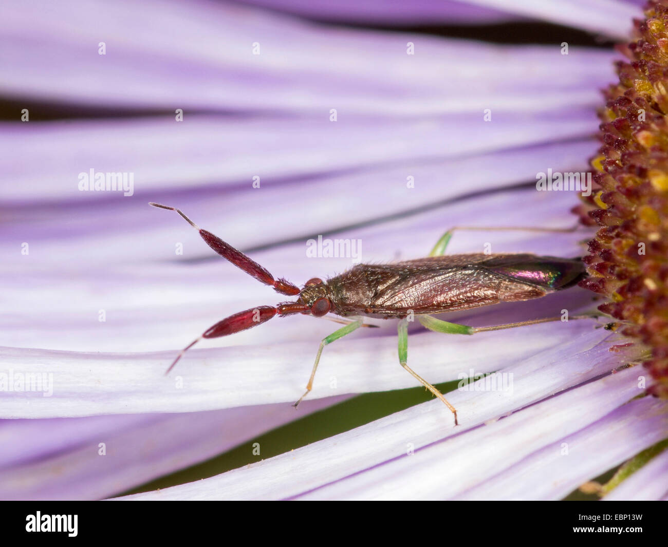 Capsid bug (Heterotoma planicornis), on an annual fleabane flower ...