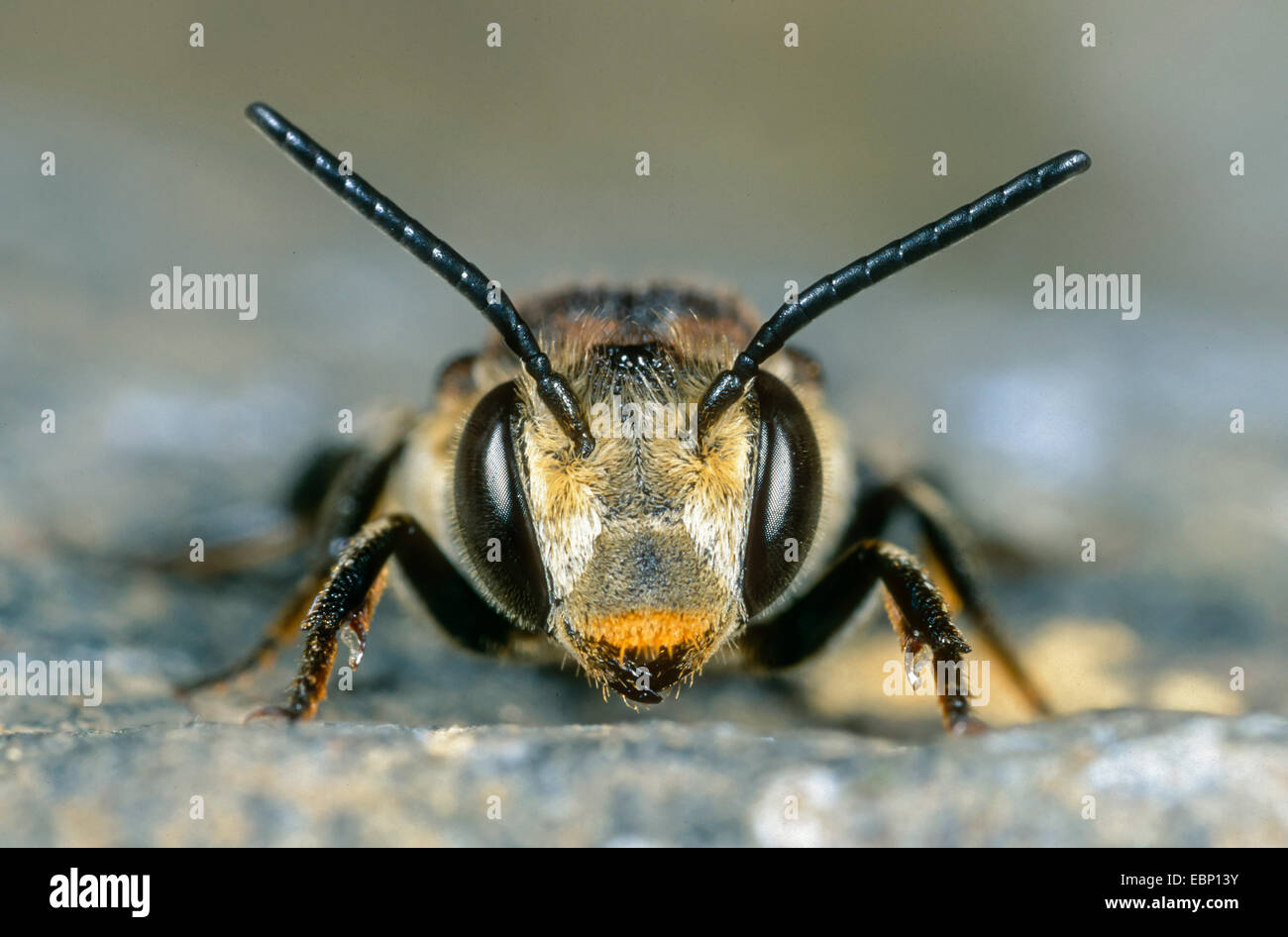 Coelioxys conoidea (Coelioxys conoidea), female sitting on a stone ...