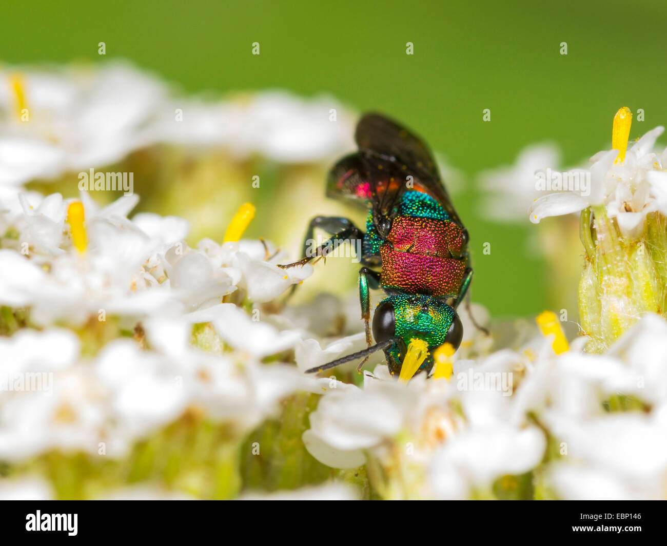 Common cuckoo female hi-res stock photography and images - Alamy