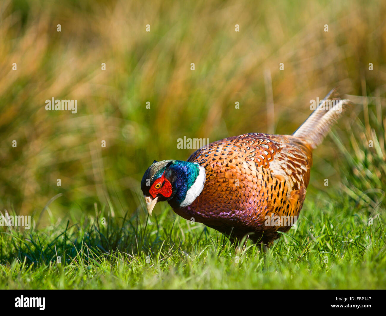 common pheasant, Caucasus Pheasant, Caucasian Pheasant (Phasianus ...