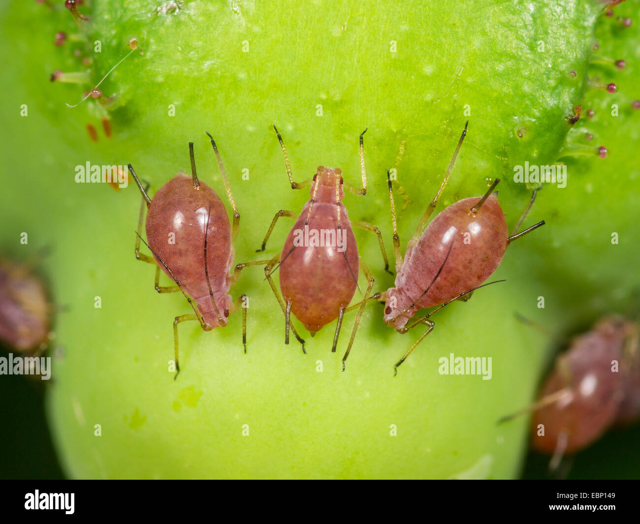 Aphid, Plant lice (Aphididae), aphids sucking at a rose, Germany Stock ...