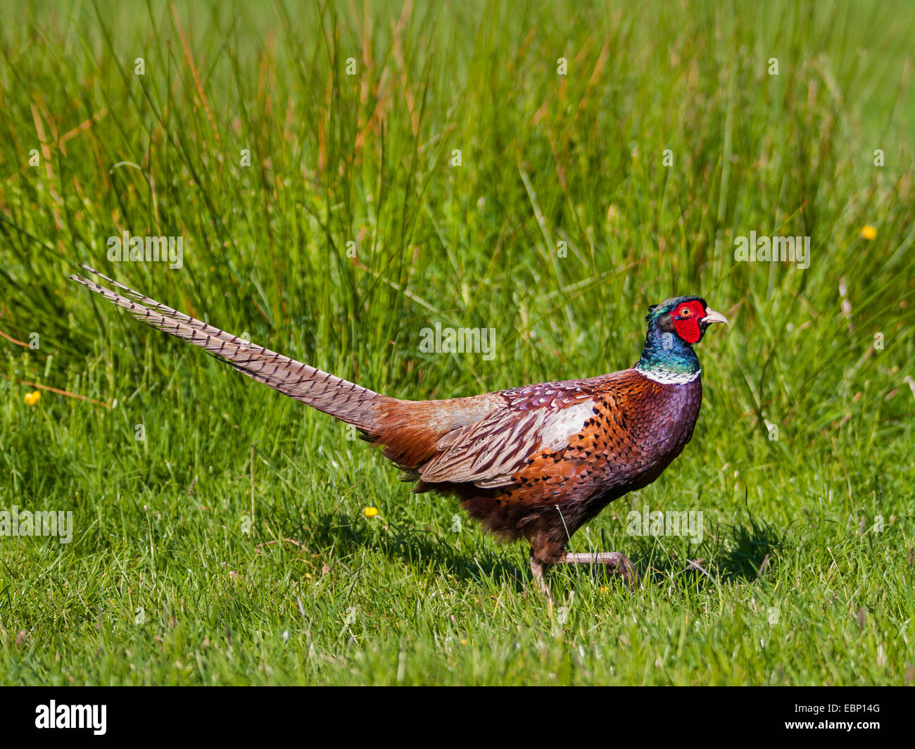 common pheasant, Caucasus Pheasant, Caucasian Pheasant (Phasianus ...