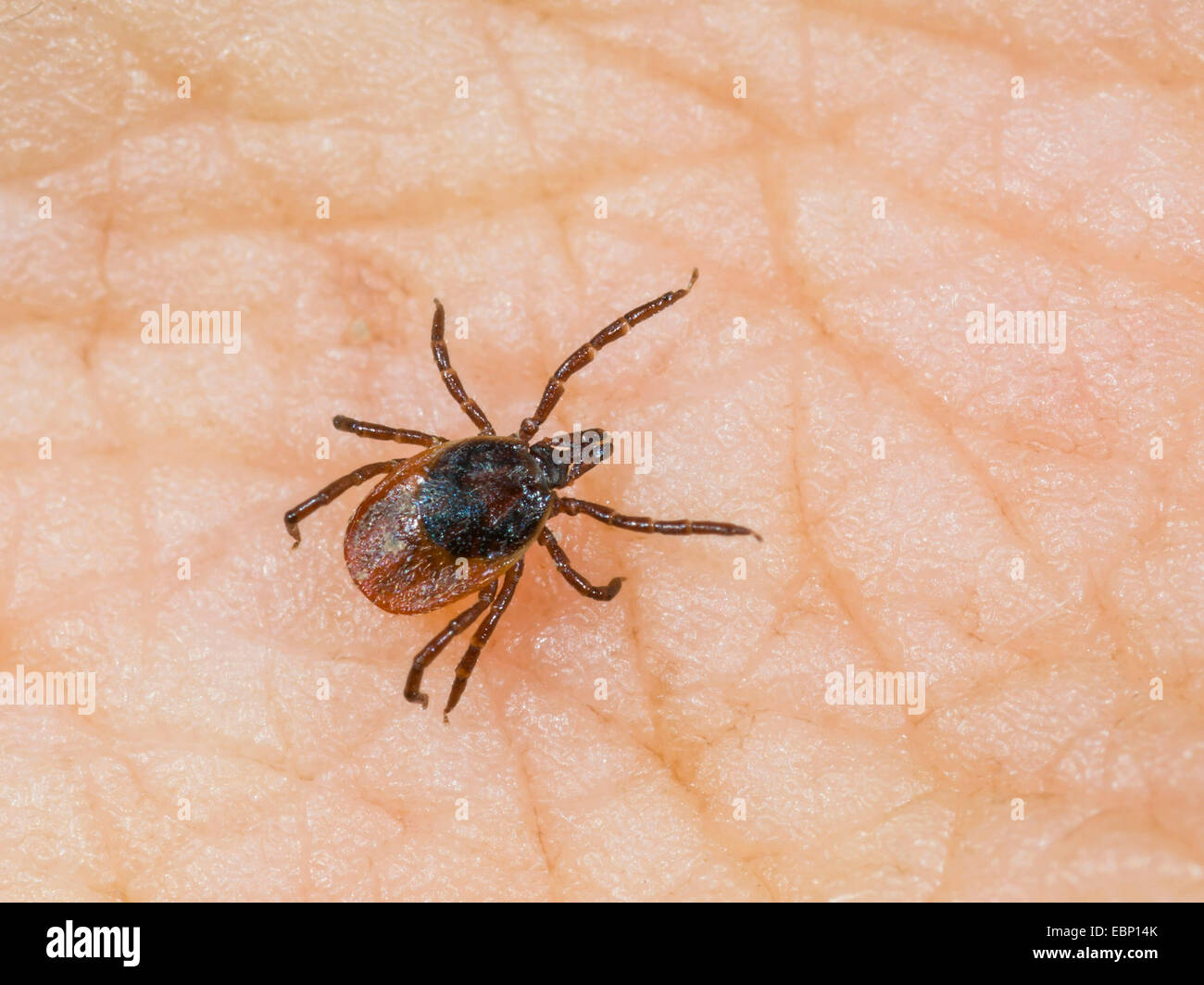 European castor bean tick, European sheep tick (Ixodes ricinus), female ...